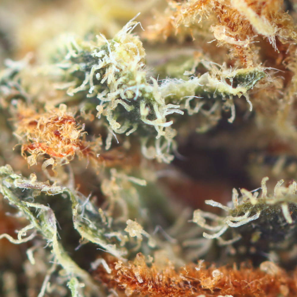 FLEURS DE CBD INDOOR - TROPICANA - IVORY