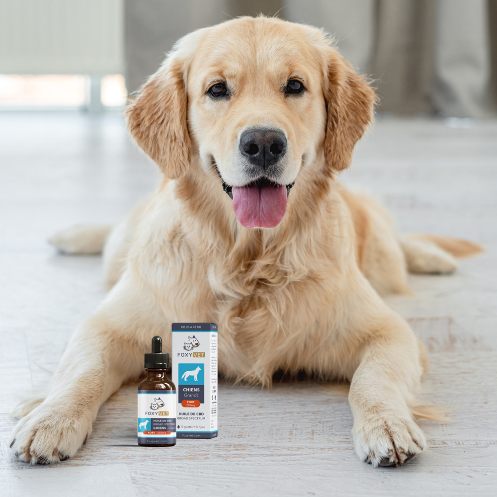 Huile de CBD Pour Grand Chien - Foxyvet - CBD.fr