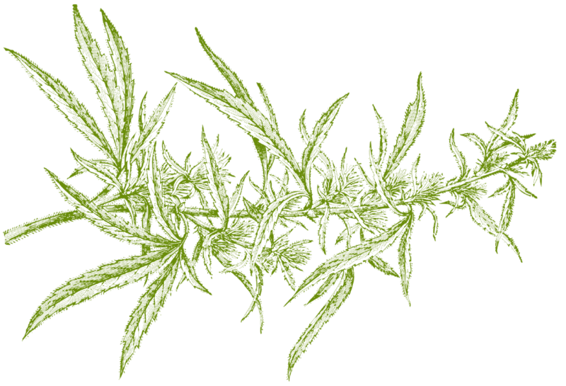 Mieux comprendre et démystifier le chanvre - CBD Blog