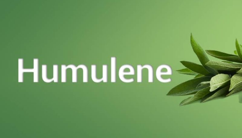 En savoir plus sur les terpènes : l’humulène ! - CBD Blog