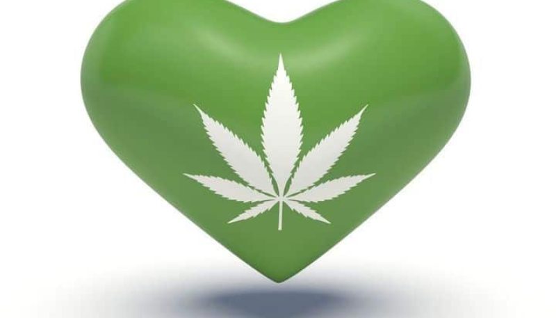 Qu'est-ce que le cannabis ? - CBD Blog