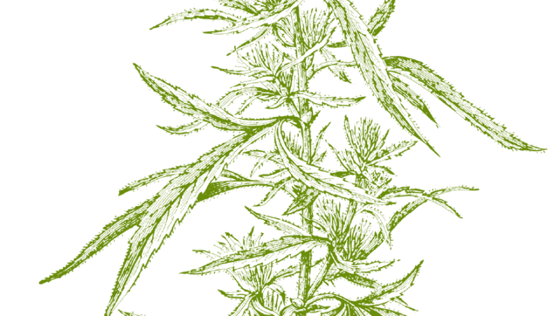 Le chanvre : le super-aliment écologique - CBD Blog